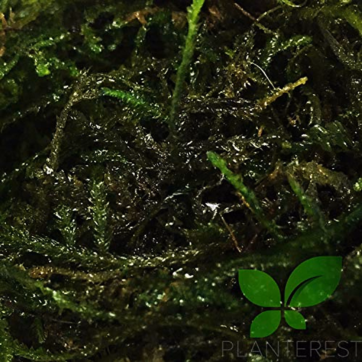 Planterest - Java Moss | Vesicularia Dubyana Freshwater Live Aquarium Plant BUY2GET1FREE