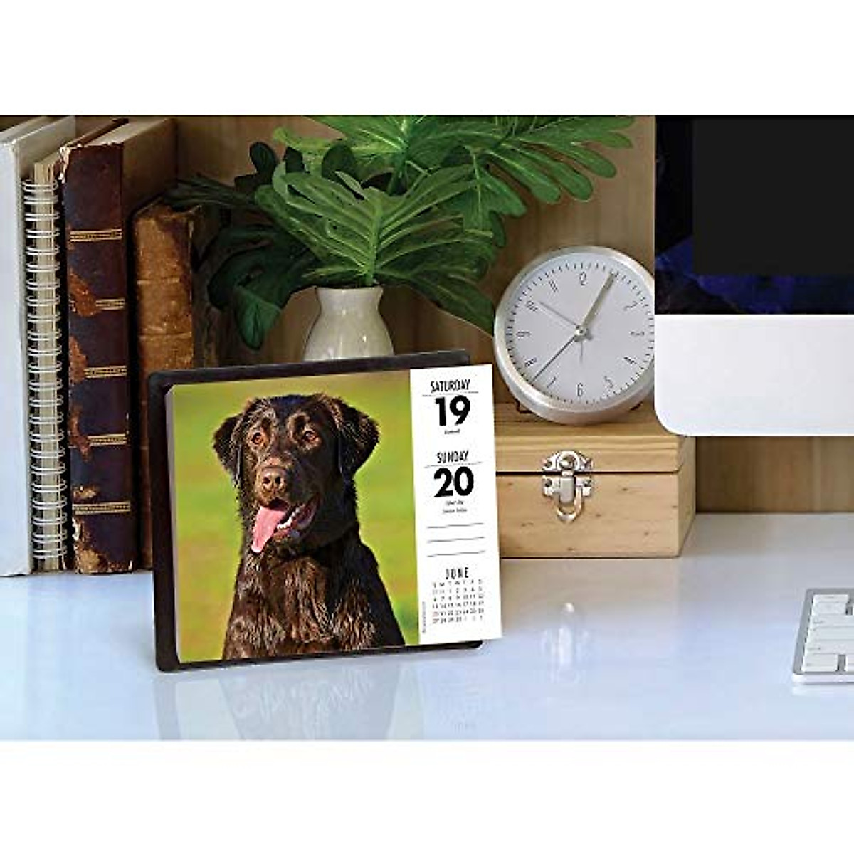 Just Labs 2021 Box Calendar (Dog Breed Calendar)