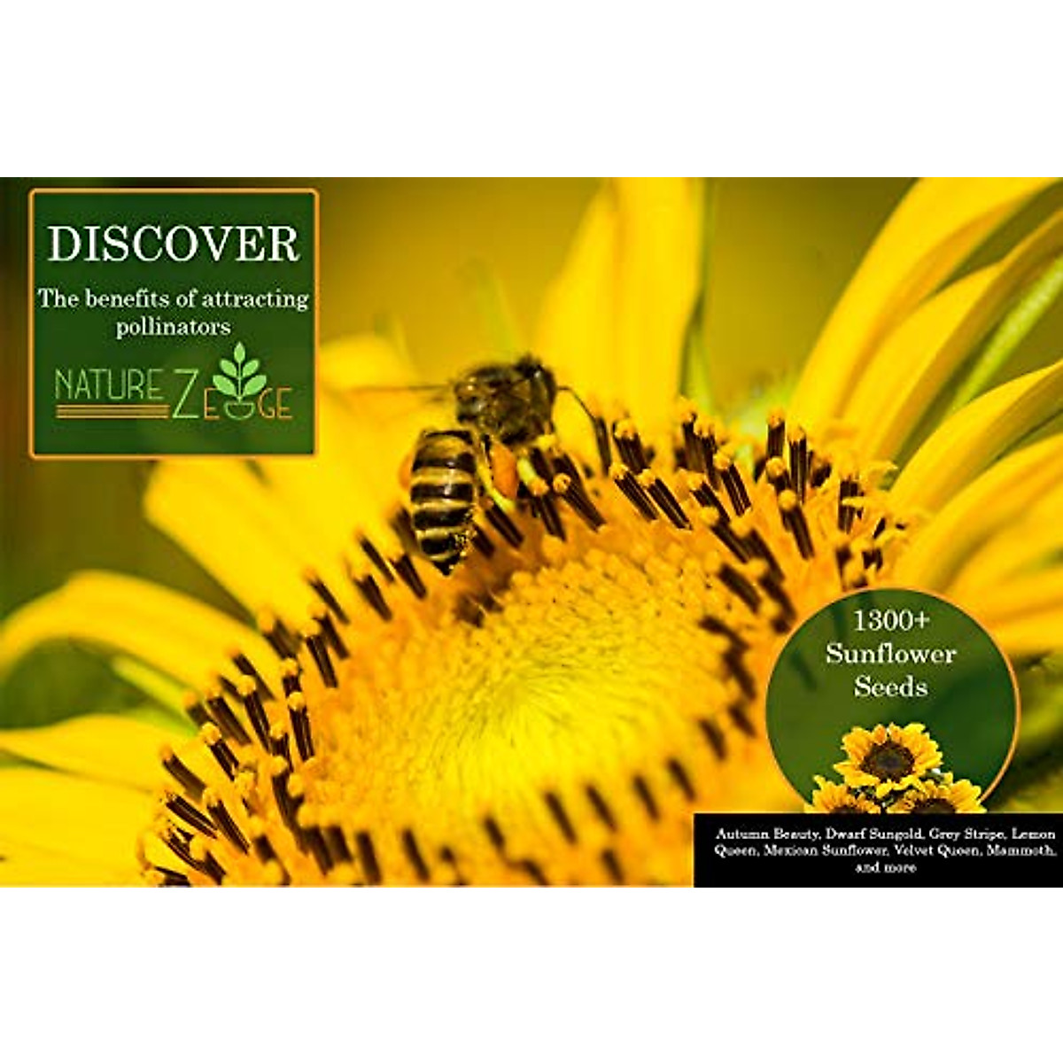 NatureZ Edge 1300+ Sunflower Seeds Variety Pack, Sunflower Seeds for Planting, Get More Sunflower Seeds to Plant, Non-GMO