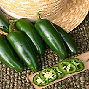 Mammoth Jalapeno Hot Peppers Seeds (20+ Seeds) | Non GMO | Vegetable Fruit Herb Flower Seeds for Planting | Home Garden Greenhouse Pack