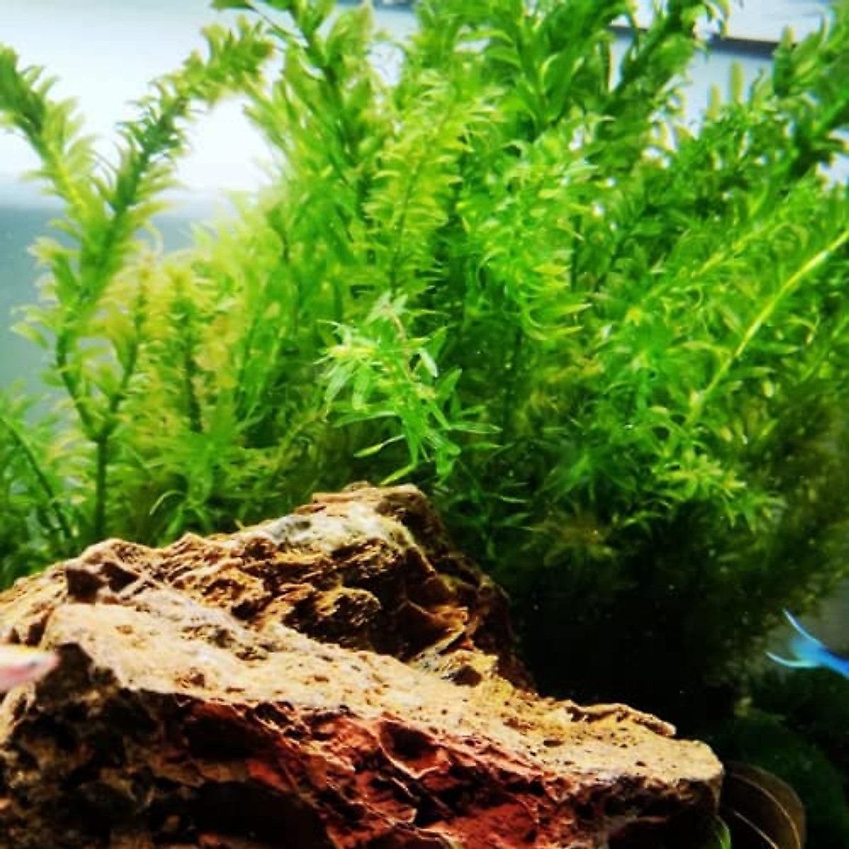 Mainam 3 Different Elodea Densa Amazon Sword Java Fern Tropical Freshwater Live Aquarium Plant Decorations 3 Days BUY2GET1FREE