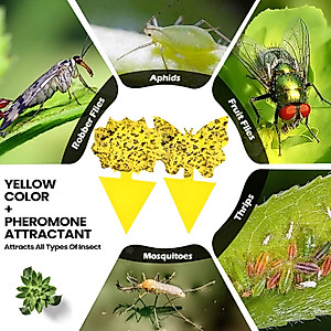 Fruit Fly Trap for Indoors Fungus Gnat Killer Indoor Sticky Traps for Mosquito and Flying Insects Yellow Sticky Paper Sheets 30 Pack Flower