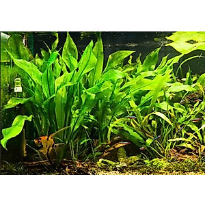 Echinodorus Bleheri | Amazon Sword Paniculatus Potted Live Aquarium Plants for Aquatic Freshwater Fish Tank by Greenpro