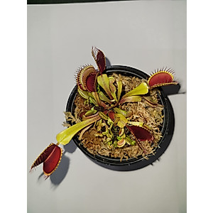 Large Sized Live 'Giant' Venus Flytrap (Fly Trap Carnivorous Plants) Dionaea 3 in pot