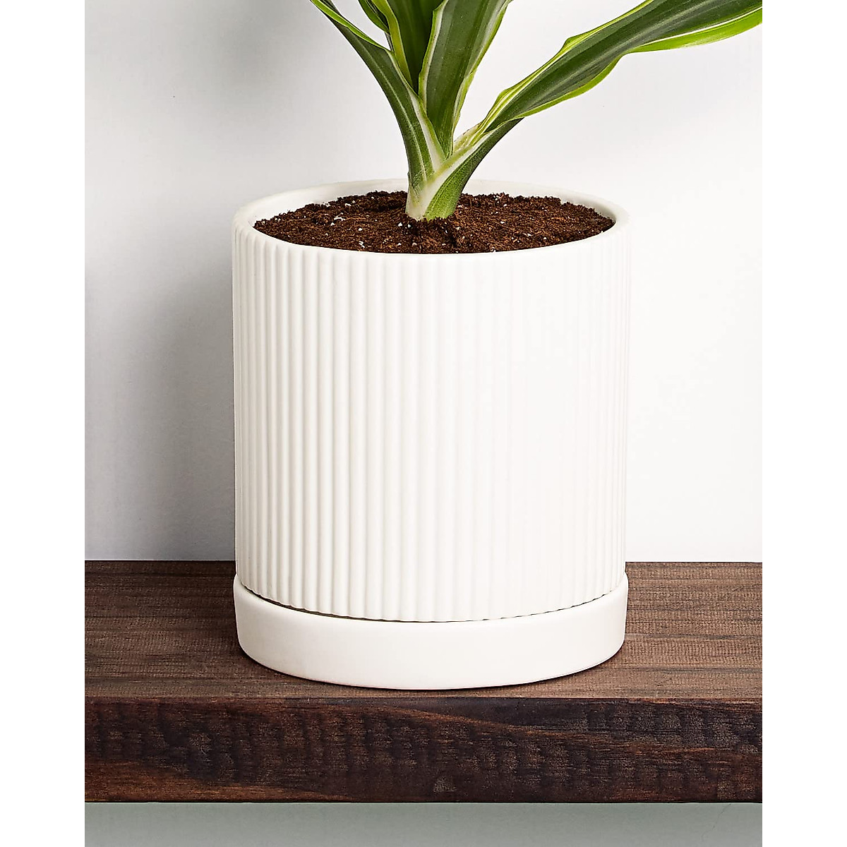 Greendigs Lemon Lime Dracaena Plant in White Ceramic Fluted 5-Inch Pot - Houseplant Pre-Potted with Premium Soil