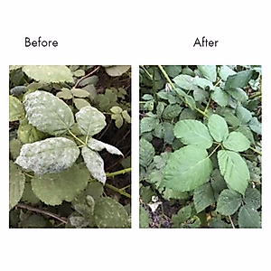 Lost Coast Plant Therapy Plant Wash 12 OZ