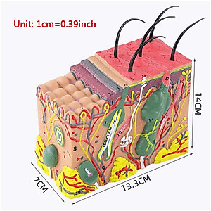 Skin Model - 35X Enlarged Anatomical Model - Human Skin Anatomy Model - for Science Class, Anatomic Office, and Science Study, Education