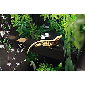 GECKOPIA Reptile Flex Bridge| Reptile Bridge | Gecko Bridge | Gecko Ledge | Reptile Vine | Reptile Terrarium Decoration | Reptile Branch Alternative (Black)