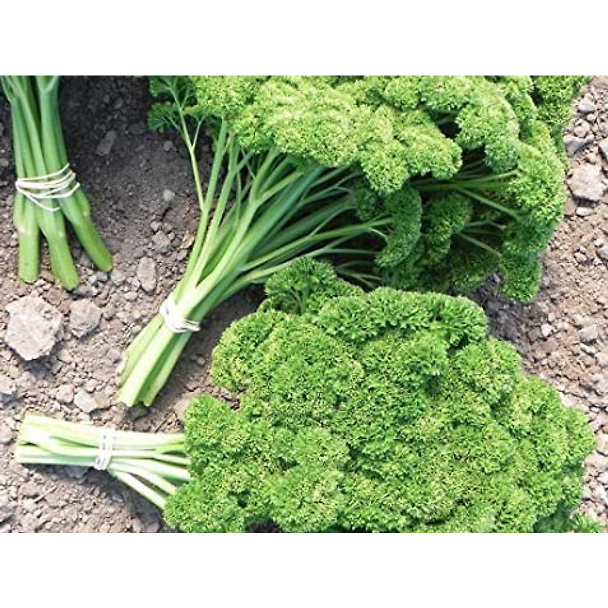 Triple Curled Parsley Seeds for Planting, 300+ Seeds Per Packet, (Isla's Garden Seeds), Non GMO & Heirloom Seeds, Botanical Name: Petroselinum crispum, Great Herb Garden Gift