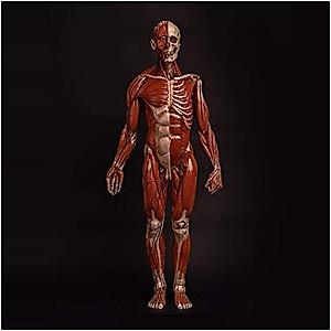 Anatomy Model 23.6 Inch Male Anatomy Figure - Human Muscle Skeleton Painting Model Human Anatomical Muscle Bone Ecorche and Skin Model Reference for Artist