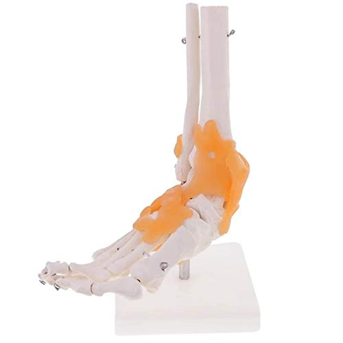 Life Size Human Foot Joint Model with Ligaments Human Anatomical Teaching Model