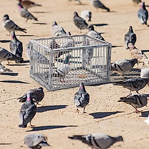 Pigeon Trap with Escape-Proof Design, Pigeon Cage with One-Way Entry, Ideal Pigeon Coop, Chicken and Bird Trap Cage, Portable & Easy Assembly, Unharmful Made of High-Strength Iron and Anti-Rust Paint
