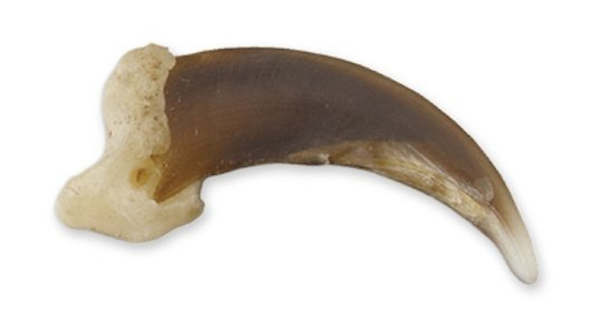 Real Coyote Claw — 🛍️ The Retail Market