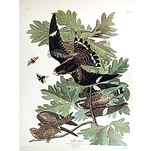 Night Hawk. From"The Birds of America" (Amsterdam Edition)