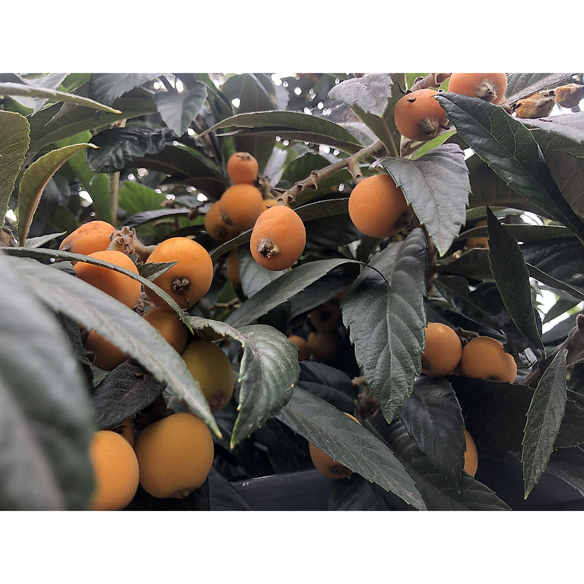 2 Packages of Loquat Fruit Eriobotrya Japonica Seeds - 5 Seeds Per Package