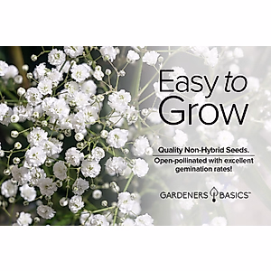 Baby's Breath Seeds for Planting Gpsophila - Beautiful Annual Cut Flower for Flower Arrangements and Beautiful in Flower Beds in Summer Gardens Too by Gardeners Basics