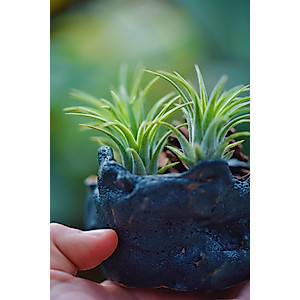Air Plants Live - Home and Garden Decor - Live House Plants - Easy Care (6 pcs)