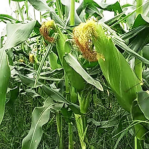 200 pcs "Peaches and Cream" Bi-Color Sweet Corn Seeds, Non GMO & Heirloom Seeds, Peaches & Cream Zea Mays Seeds