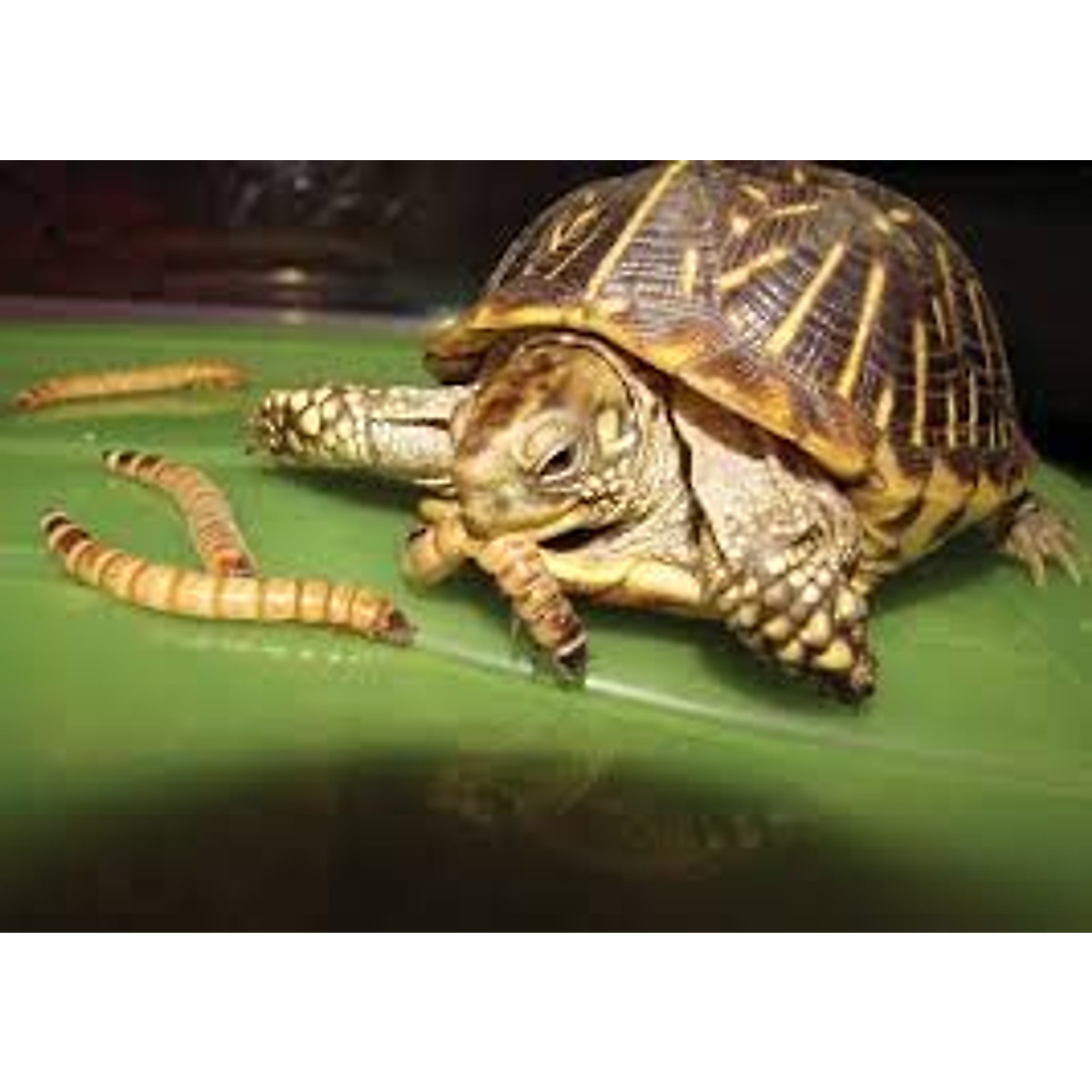 The Mad Jungle TM 125 Live Large 1 1/2 to 2 inch Superworms Live Arrival Guaranteed