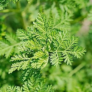 Artemisia Annua Seeds Sweet Annie, Chinese Wormwood Hardy Annual Deer Resistant Fragrant Patio Garden Outdoor Plant 200Pcs Herb Seeds by YEGAOL Garden