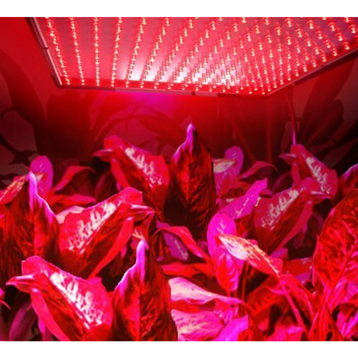 HQRP 660 nm 14W 225 LED Pure Red Grow Light Panel for Growing Flowers Orchids, Bonsai, Hibiscus, Saffrons + Hanging Kit