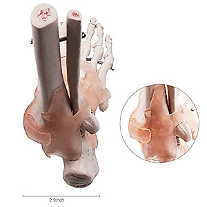 Foot Joint Model Human Foot Ankle Joint Model with Ligament Medical Science Life Size