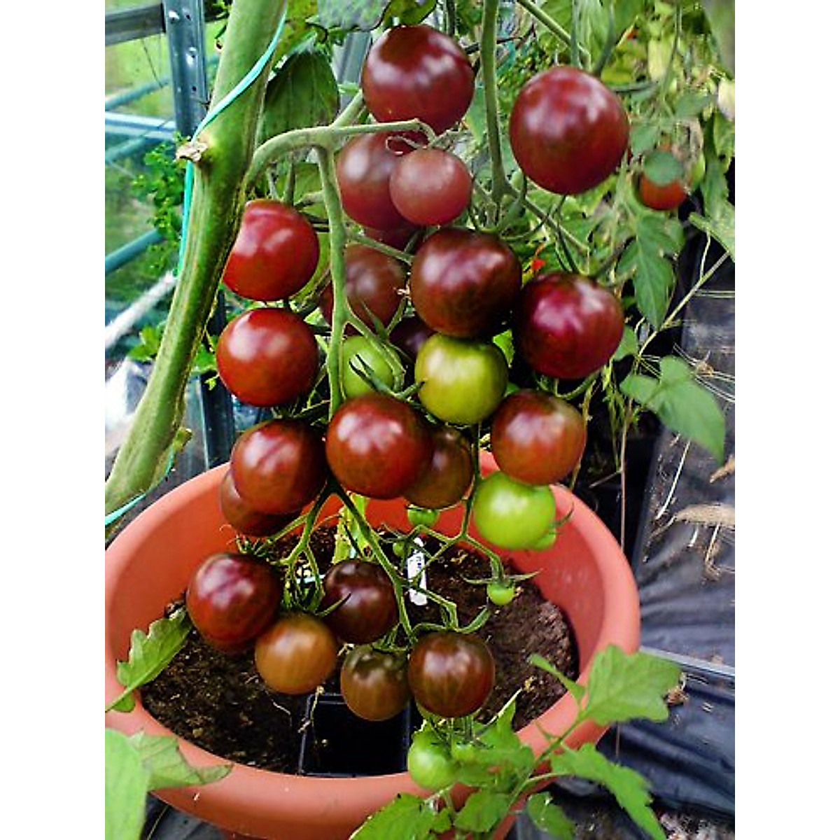 30+ Black Cherry Tomato Seeds, Heirloom Non-GMO, Low Acid, Indeterminate, Open-Pollinated, Sweet, Productive, from USA