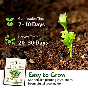 2 Types of Cilantro Seeds - 250 Calypso & 250 Santo Cilantro Seeds for Planting Indoors, Hydroponics or Aerogarden - Heirloom Seeds, Non-GMO, Santo Plant Seeds - Herb Seeds for Your Indoor Herb Garden