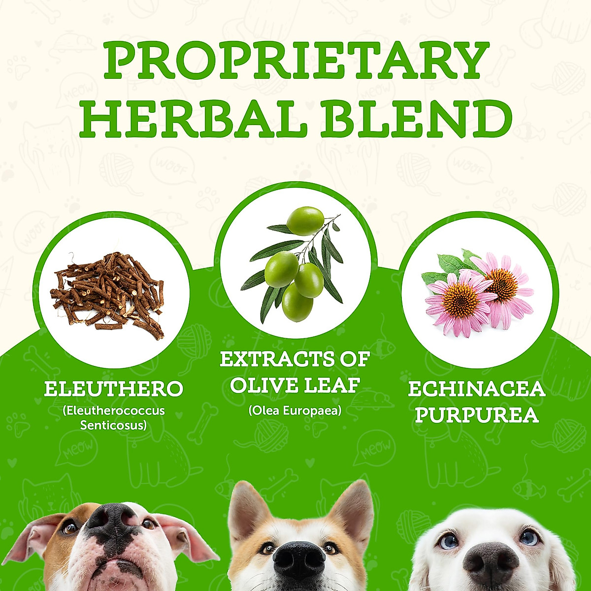 Animal Essentials Super Immune for Dogs & Cats - Immune System Support Supplement, Echinacea, Eleuthero, Olive Leaf Extract, Liquid Drops - 1 Fl Oz