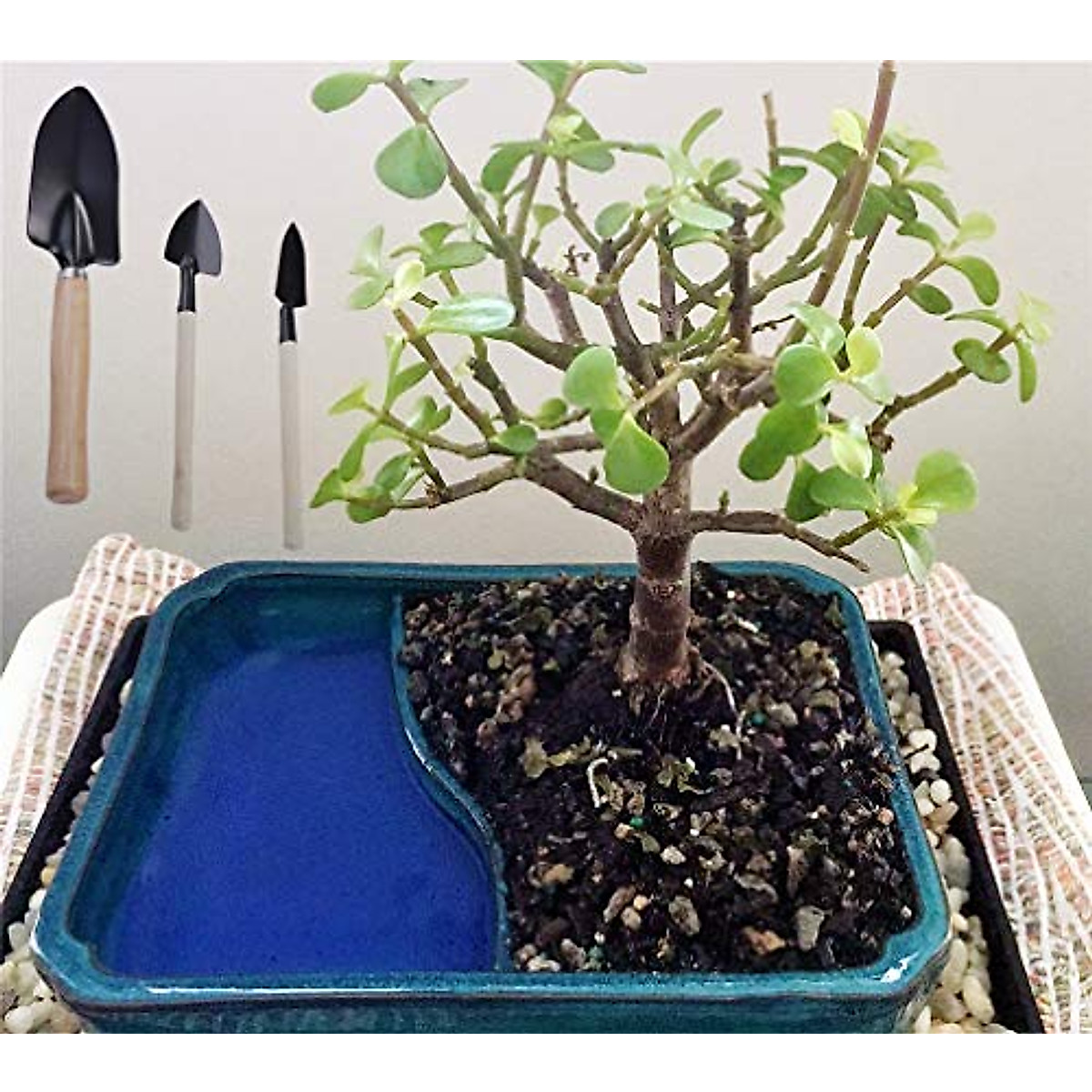 Hofumix Bonsai Tree Kit Bonzai Plant Tools Gardening Tools Set for Succulent Beginner Small Bonsai Care 10Pcs