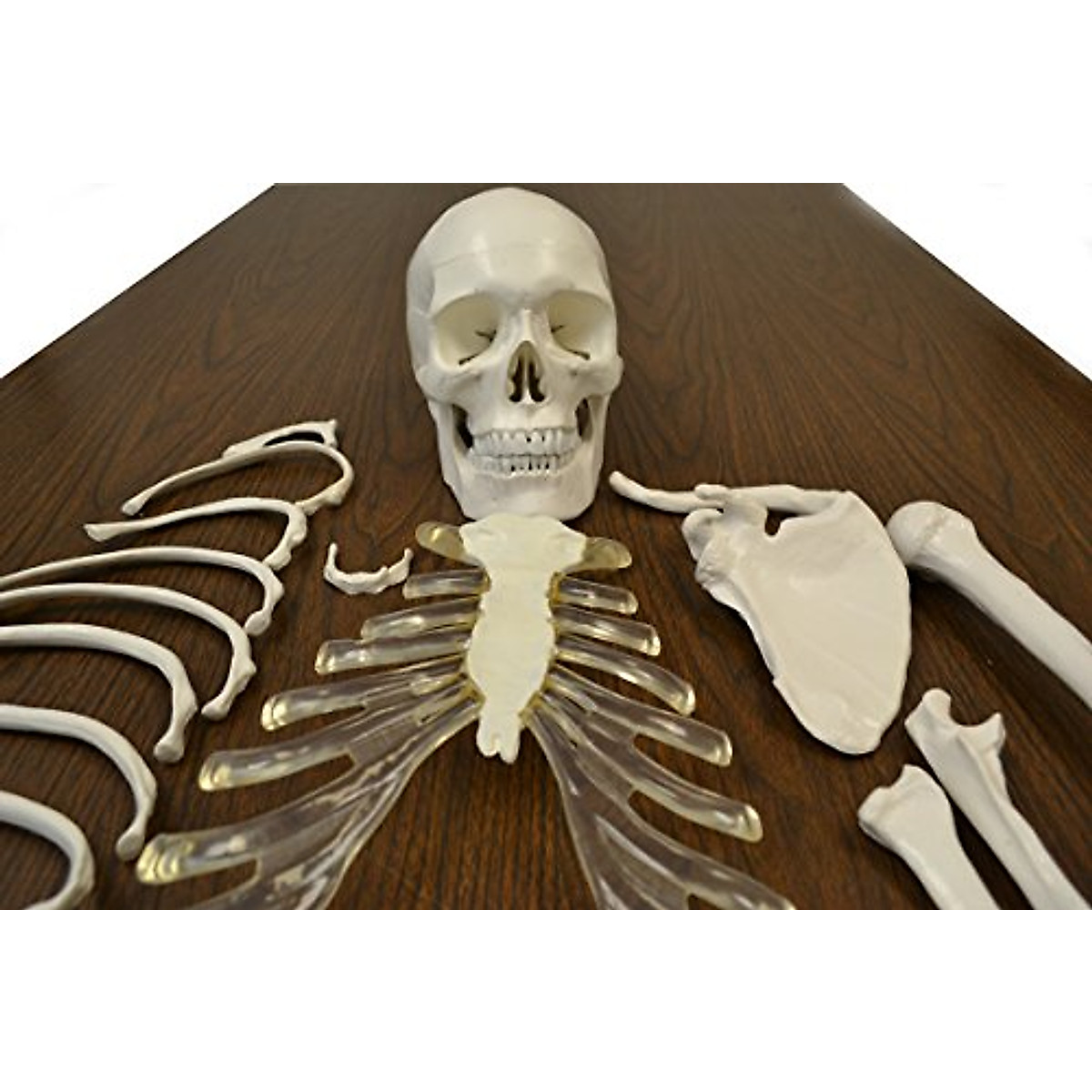Disarticulated Human Skeleton Model for Anatomy, Life Size 62" High - Medical Quality, 200+ Skeletal Bones - 3 Part Skull with Movable Jaw, Articulated Hand & Foot - hBARSCI
