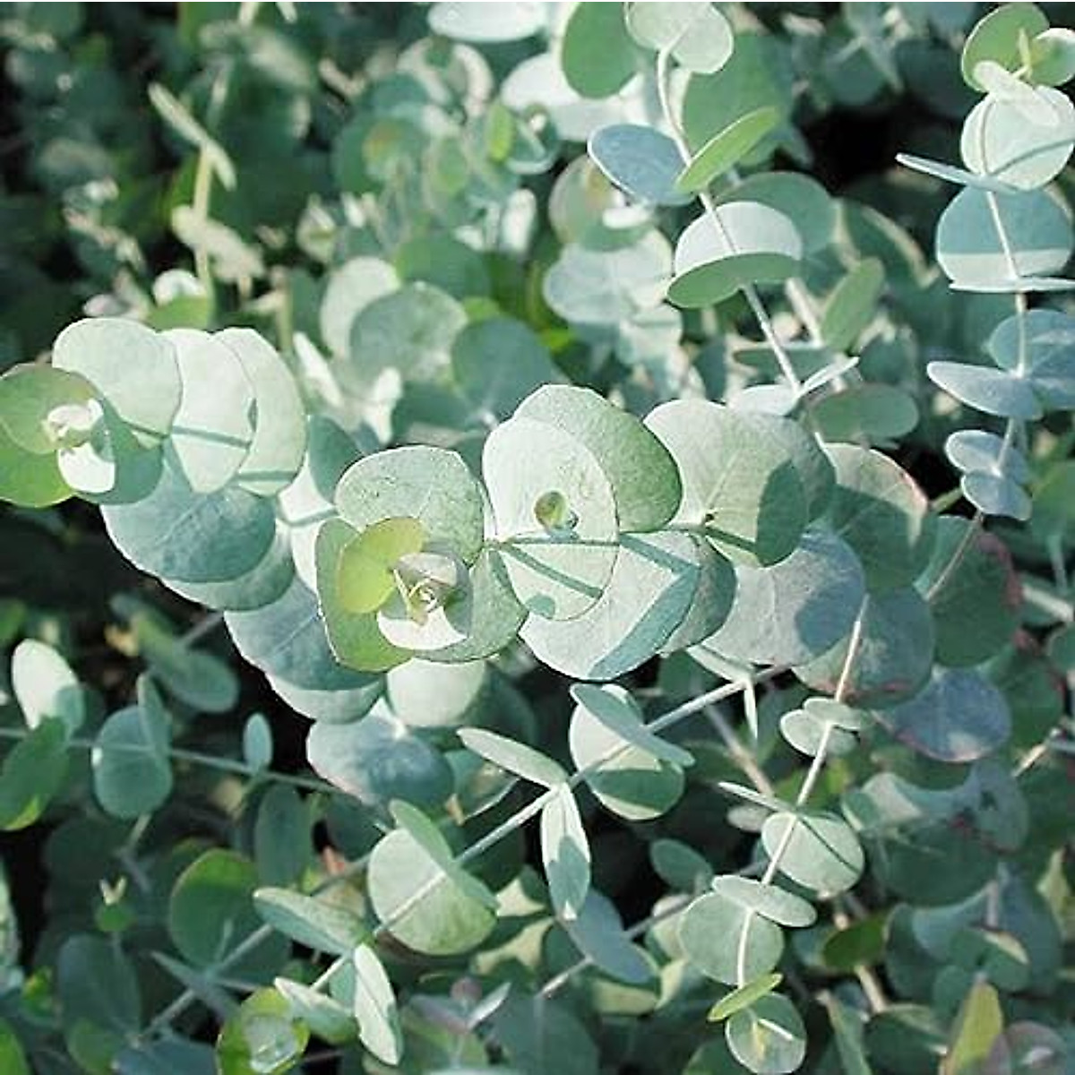 CHUXAY GARDEN Eucalyptus Cinerea Tree Seed,Argyle Apple,Silver Dollar Tree 25 Seeds Evergreen Tree Air Purifier Aromatic Adding a Decorative Appeal Low-Maintenance