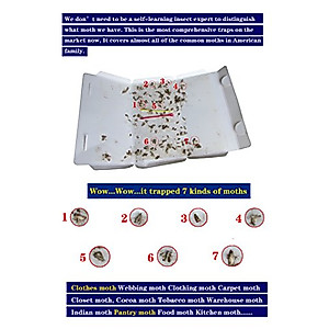 Moth Traps with Two pheromones for All Clothes Moths Kitchen Moths and Pantry Moths 6 Traps