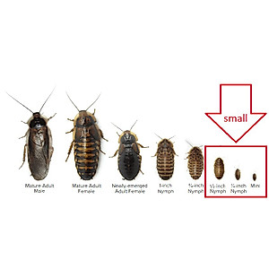 Dubia Roaches Small 25