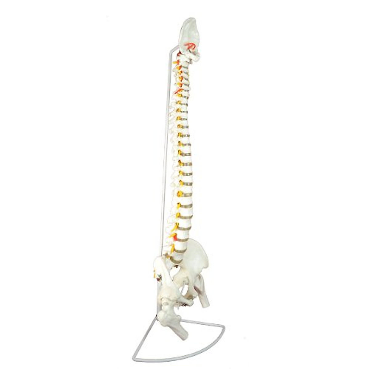 Super Flexible Spine Model with Pelvis and Femur Heads, Life Size, 87cm/34”