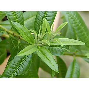 200-Lemon Verbena Seeds for Planting - (Aloysia Wrightii) -