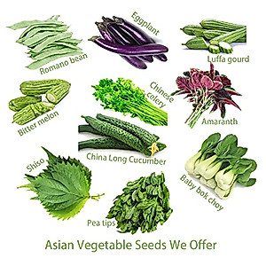 HipGirl 700 Baby Bok Choy Seeds for Sprouting,Cabbage Seeds for Planting,Microgreen Seeds Planting Seeds for Home Vegetable Garden. (Pak Choi Shanghai Seeds(上海青江菜),2g, 700 Seeds)