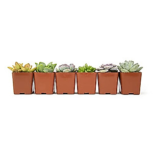Succulents Plants Live (6PK) Potted Succulent Plants Live House Plants, Cactus Plants Live Plants Indoor Plants Live Houseplants, Indoor Plant Succulents Live Plant House Plant by Plants for Pets