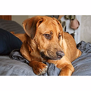 dog itchy skin relief - ALLERGY AND ITCH RELIEF FOR ALL DOGS - ANY SIZE - WITH TURMERIC AND QUERCETIN - IMMUNE BOOST - turmeric curcumin for dogs - 1 Bottle (75 Tablets)