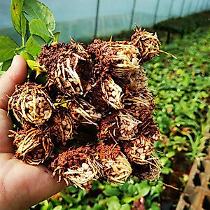 Bright Pink Rose Seedlings,Large Flowers Rose Hedging,Rose Bush,Living Tinged Rose Plant,Perennial Plant Root,Home Garden Yard Decor Blooms This Year,Easy Planting(1 Plant,No Pot Include)