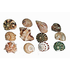 Florida Marine Research SFM34331 12-Pack Hermit Crab Shell, Medium