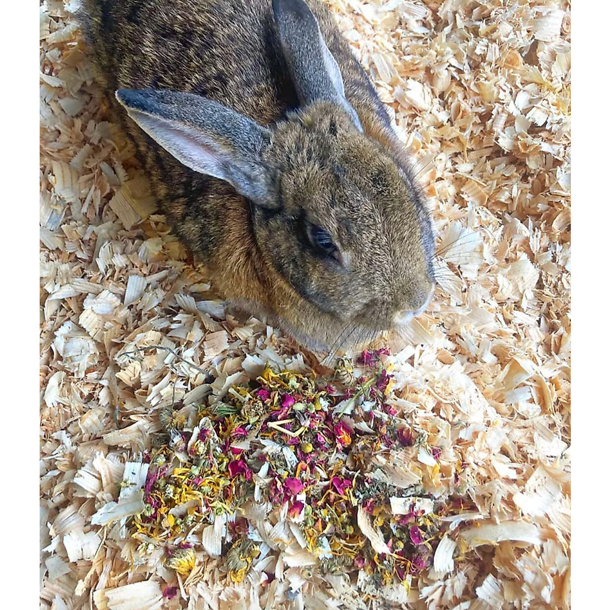 Herbal Forage Rabbit Treat & Hay Topper (2 Ounces): Premium Rabbit Food, Hay for Guinea Pigs Food, Chinchilla Food, Hamster Treat Made with Organic Herbs (10 Ounce)