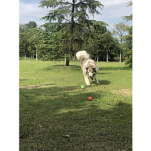 insum Tennis Ball for Dog Pack of 12 Colorful Easy Catching Pet Dog Ball (2.5inch-4colors)