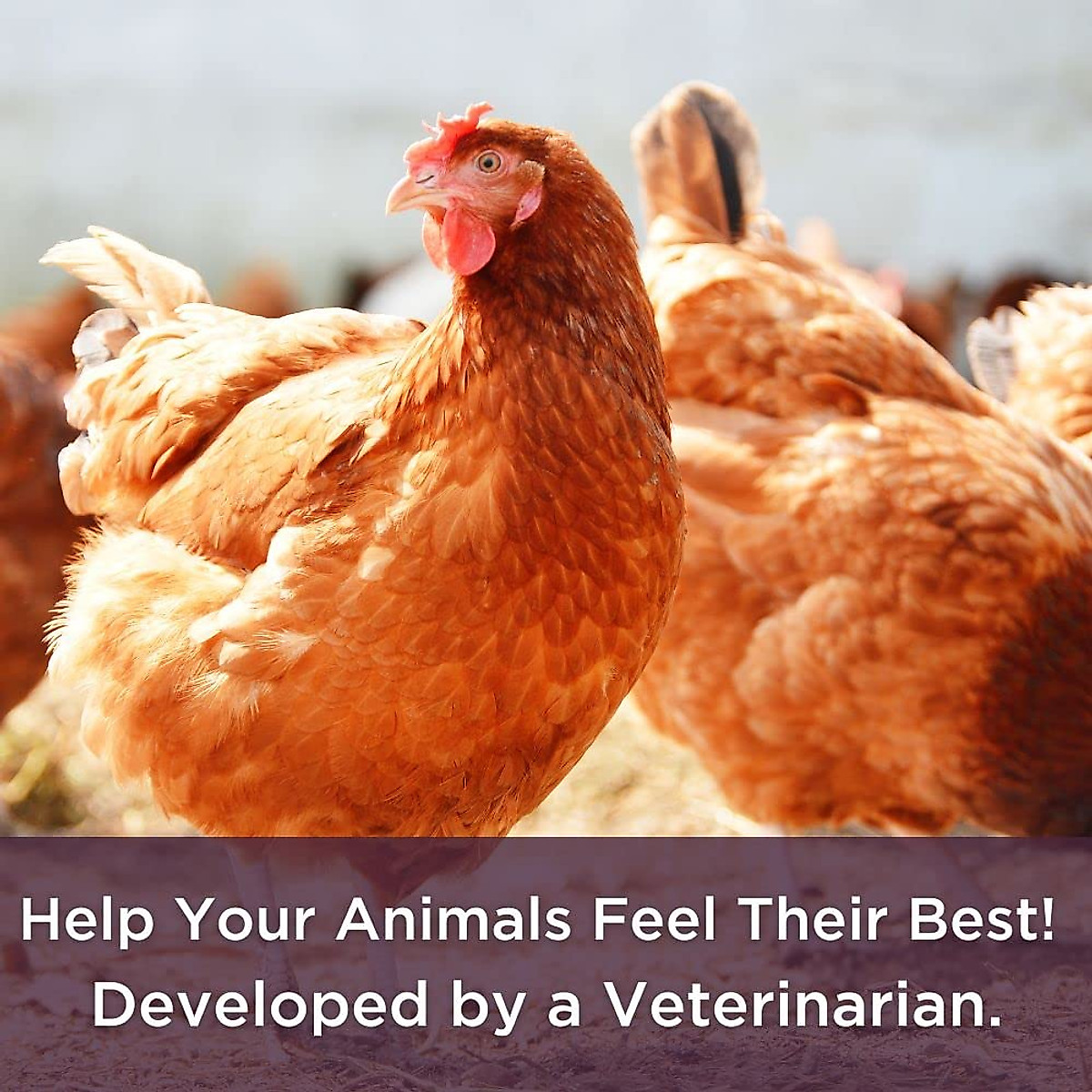 Dr. Connie's Probiotic + Electrolyte for Farm Animals | Supplement to Support A Healthy Gut | Veterinarian Formulated