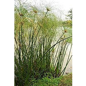 Siriluck Thai-LAO Handmade Basket Sticky Rice