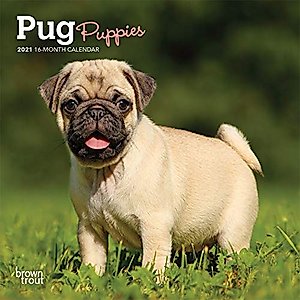 Pug Puppies 2021 Calendar