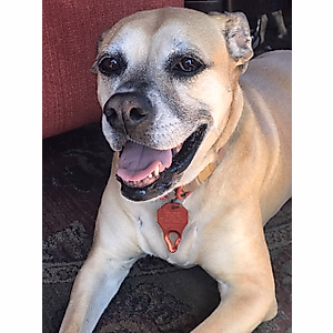 The Tick Patrol Tick Remover 3-Pack - for People & Pets - Stop Ticks in Their Tracks! (Blue, Red, Green)