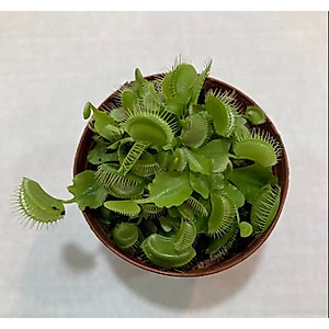 Venus Fly Trap (Dionaea muscipula) 3" Pot Live Plant