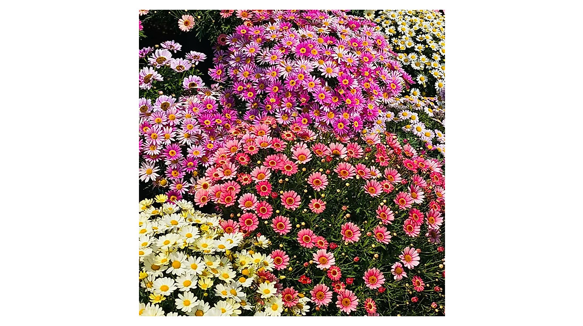 Plant Pyrethrum Seeds: Vibrant Daisies & Attract Wildlife