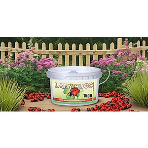 1500 Live Ladybugs - Hippodamia Convergens - Guaranteed Live Deliver - Plastic Container for Moth (1500)